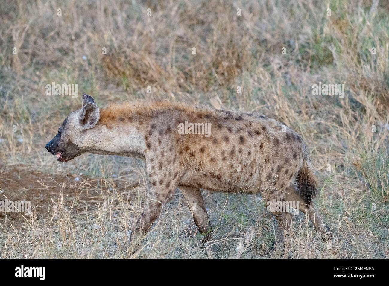 Side profile of a single hyena walking in the savannah in the Kruger ...