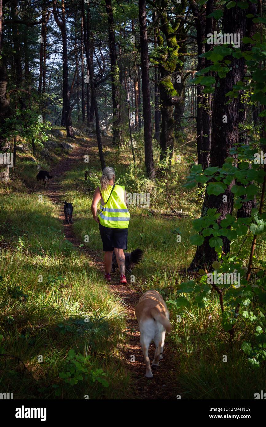 Female dog walker with pack of dogs walking the trail in the forest on ...