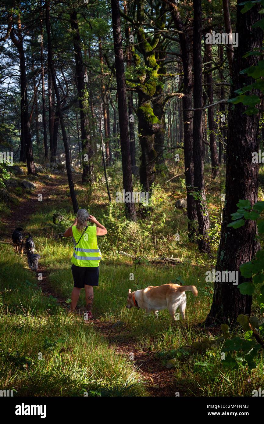 Female dog walker with pack of dogs walking the trail in the forest on ...