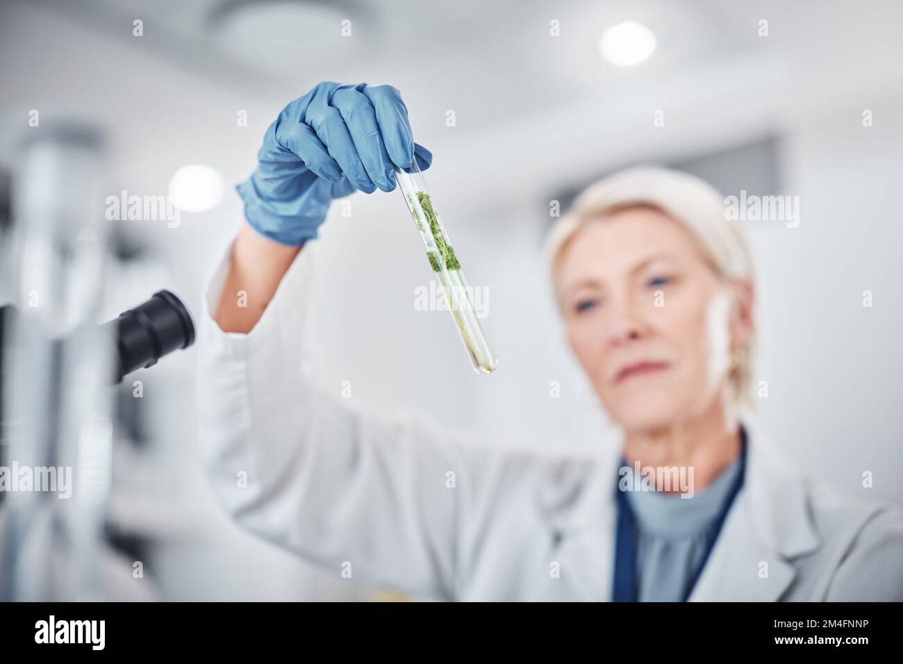 Science, plants and senior scientist with a test tube doing ecology ...