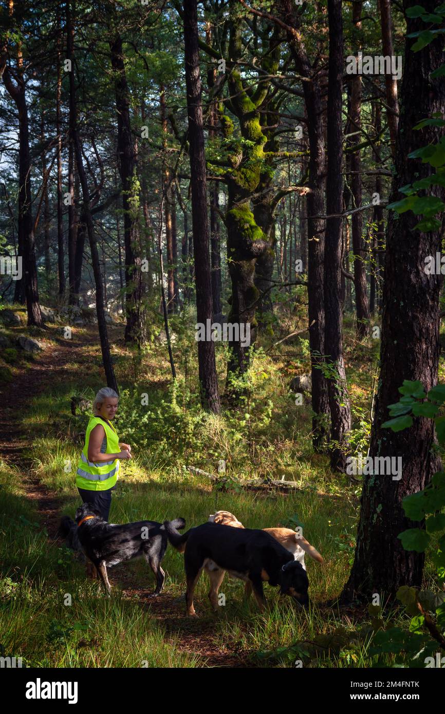 Female dog walker with pack of dogs walking the trail in the forest on ...