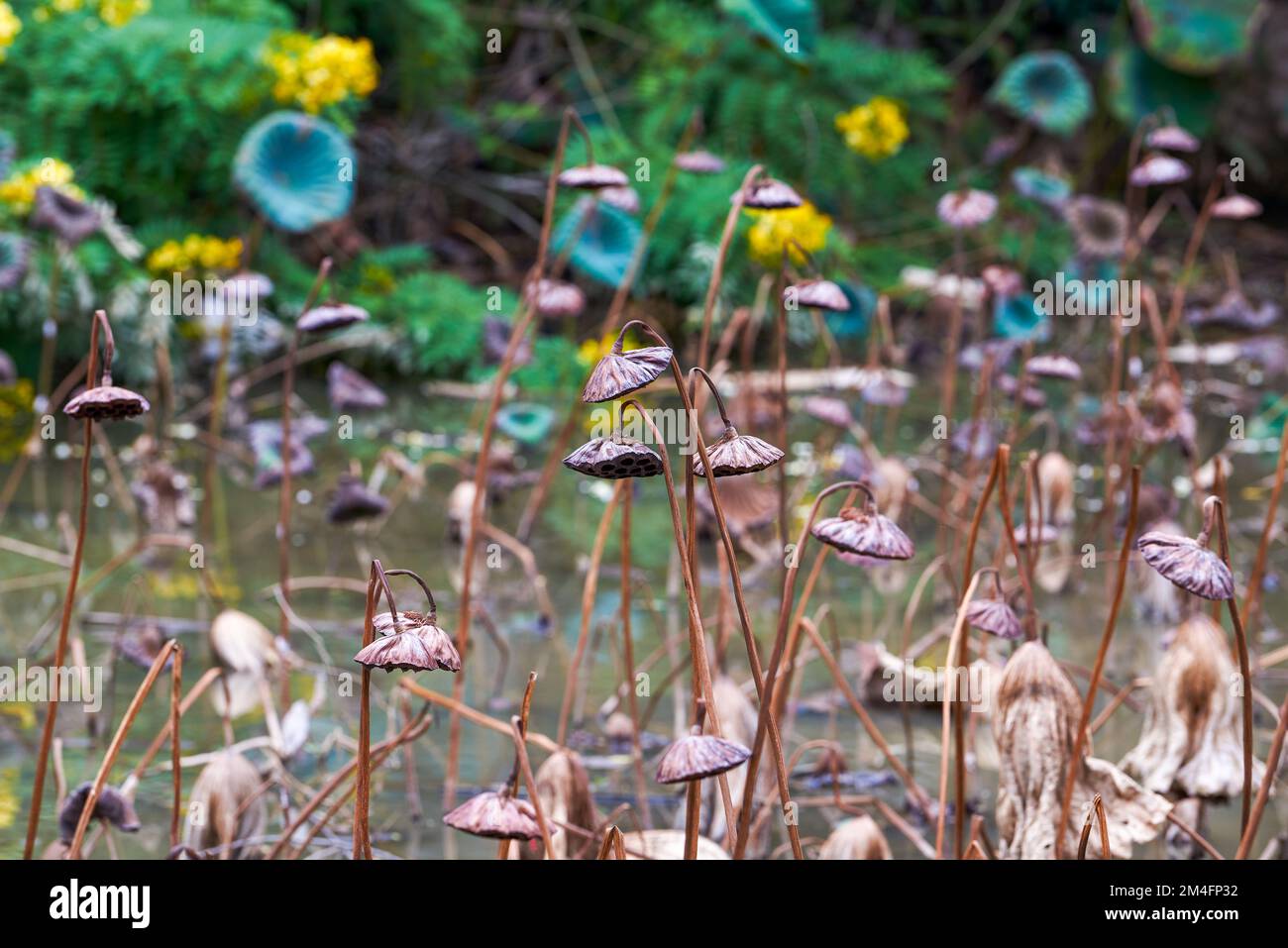 Dry lotus leaves and lotus pods in the lotus pond in winter Stock Photo ...