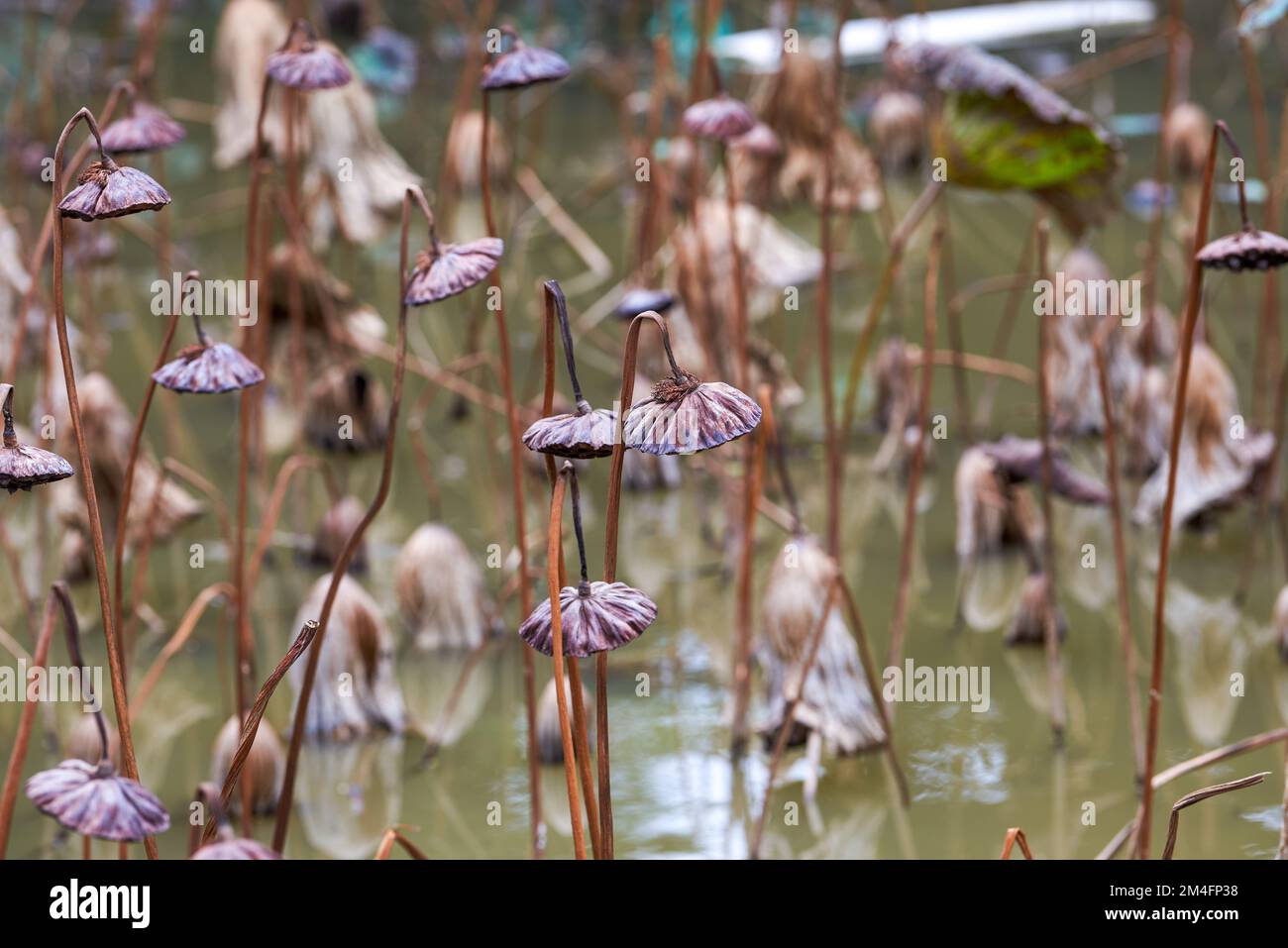 Dry lotus leaves and lotus pods in the lotus pond in winter Stock Photo ...