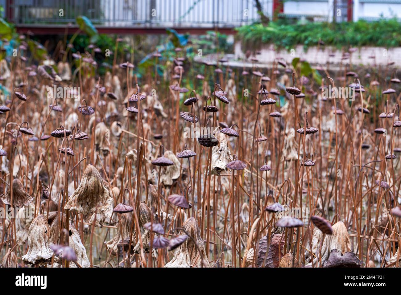 Dry lotus leaves and lotus pods in the lotus pond in winter Stock Photo ...
