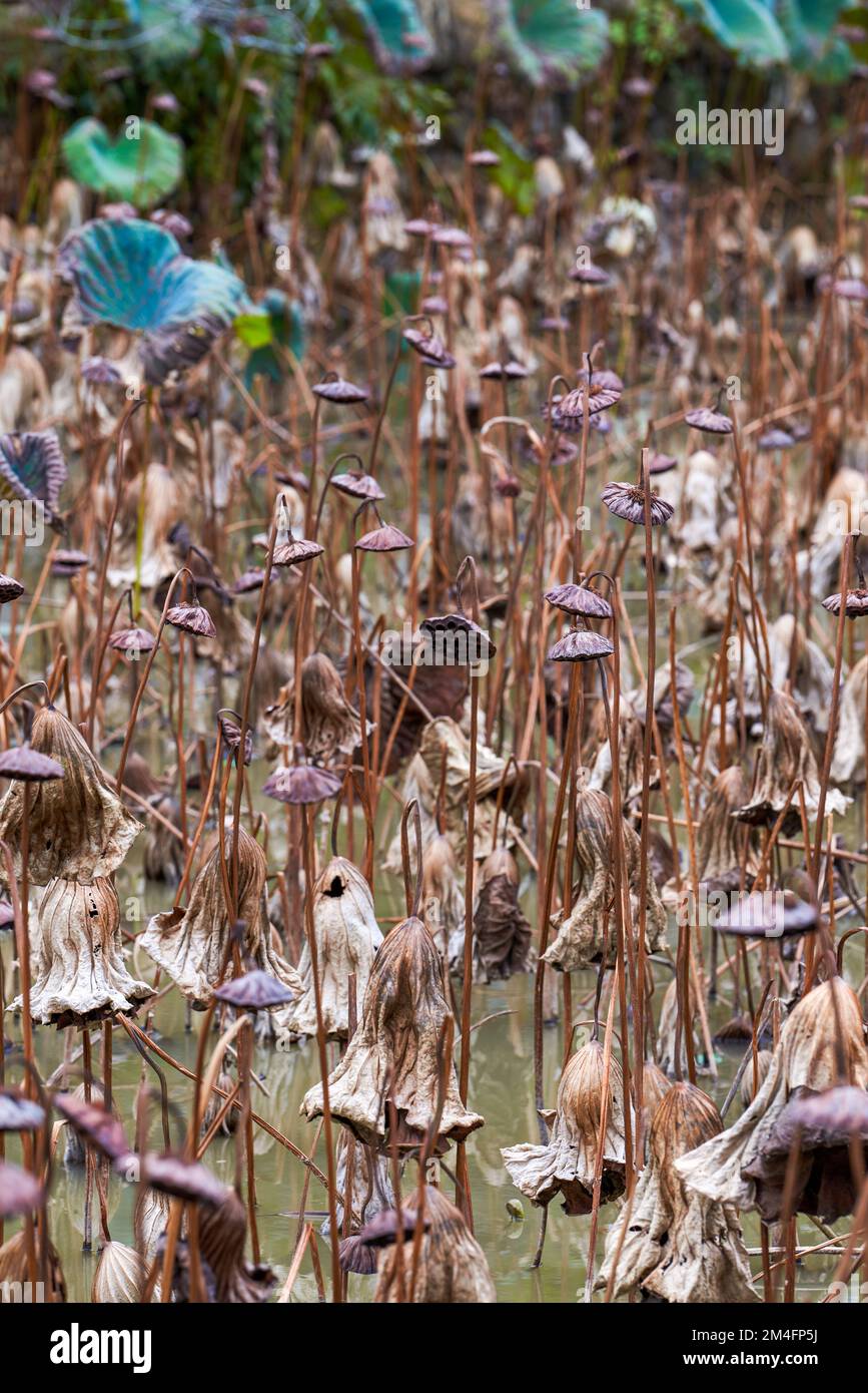 Dry lotus leaves and lotus pods in the lotus pond in winter Stock Photo ...