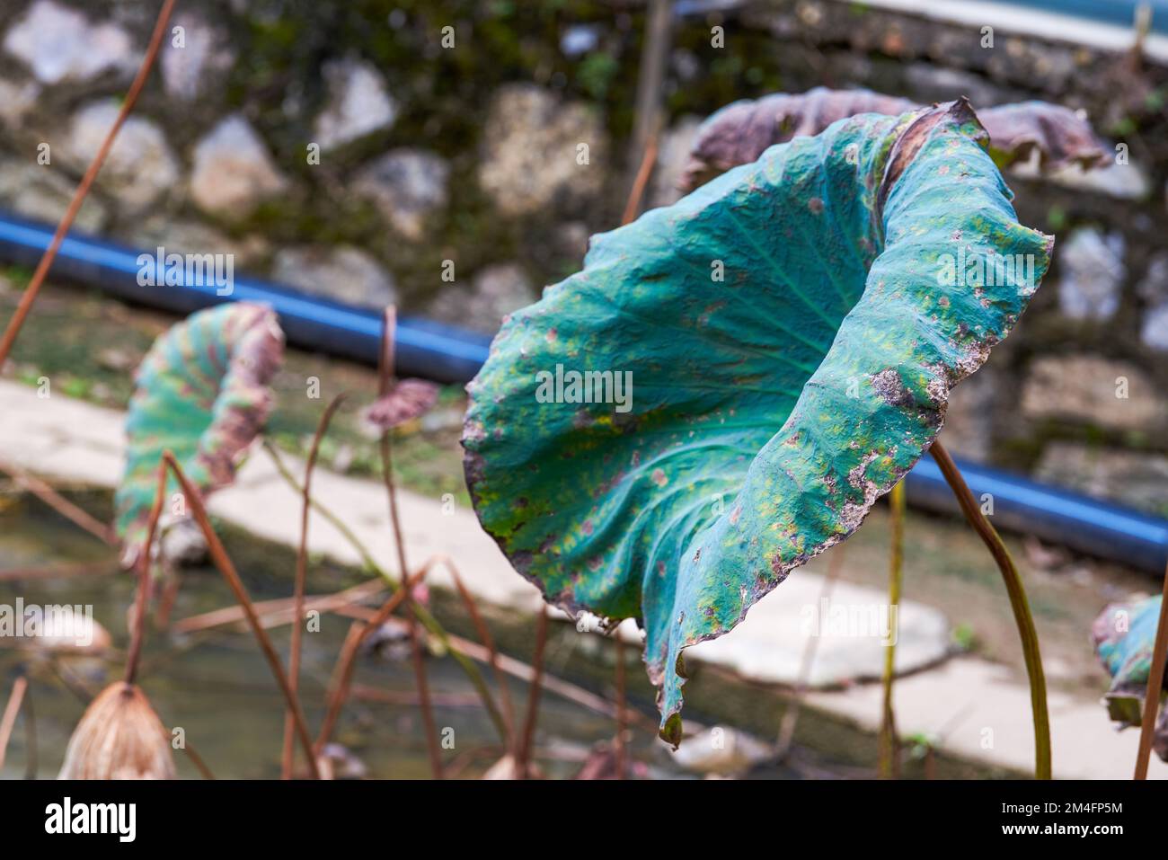 Dry lotus leaves and lotus pods in the lotus pond in winter Stock Photo ...
