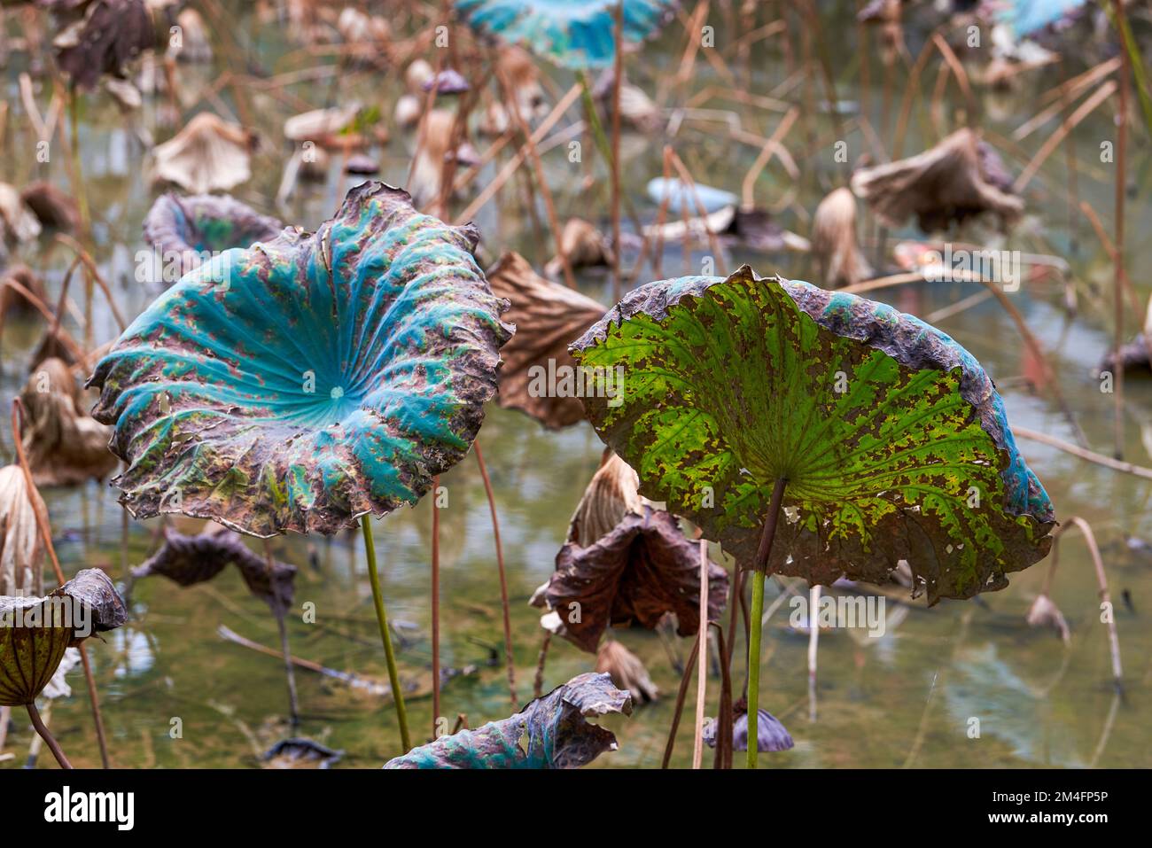 Dry lotus leaves and lotus pods in the lotus pond in winter Stock Photo ...