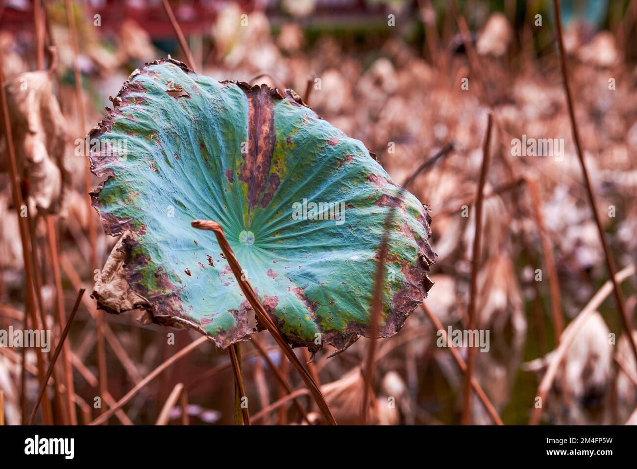 Dry lotus leaves and lotus pods in the lotus pond in winter Stock Photo ...