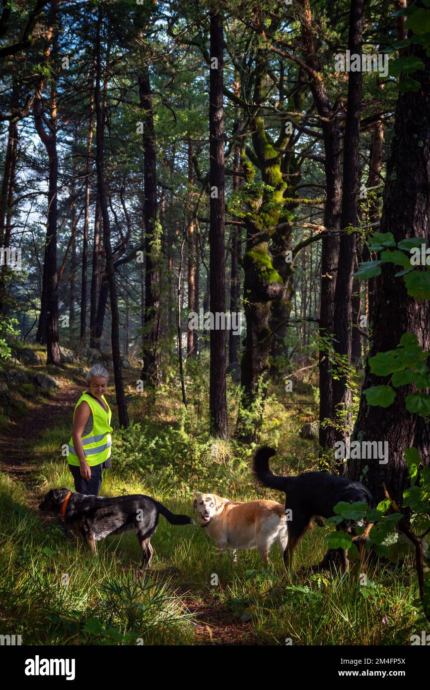 Female dog walker with pack of dogs walking the trail in the forest on ...