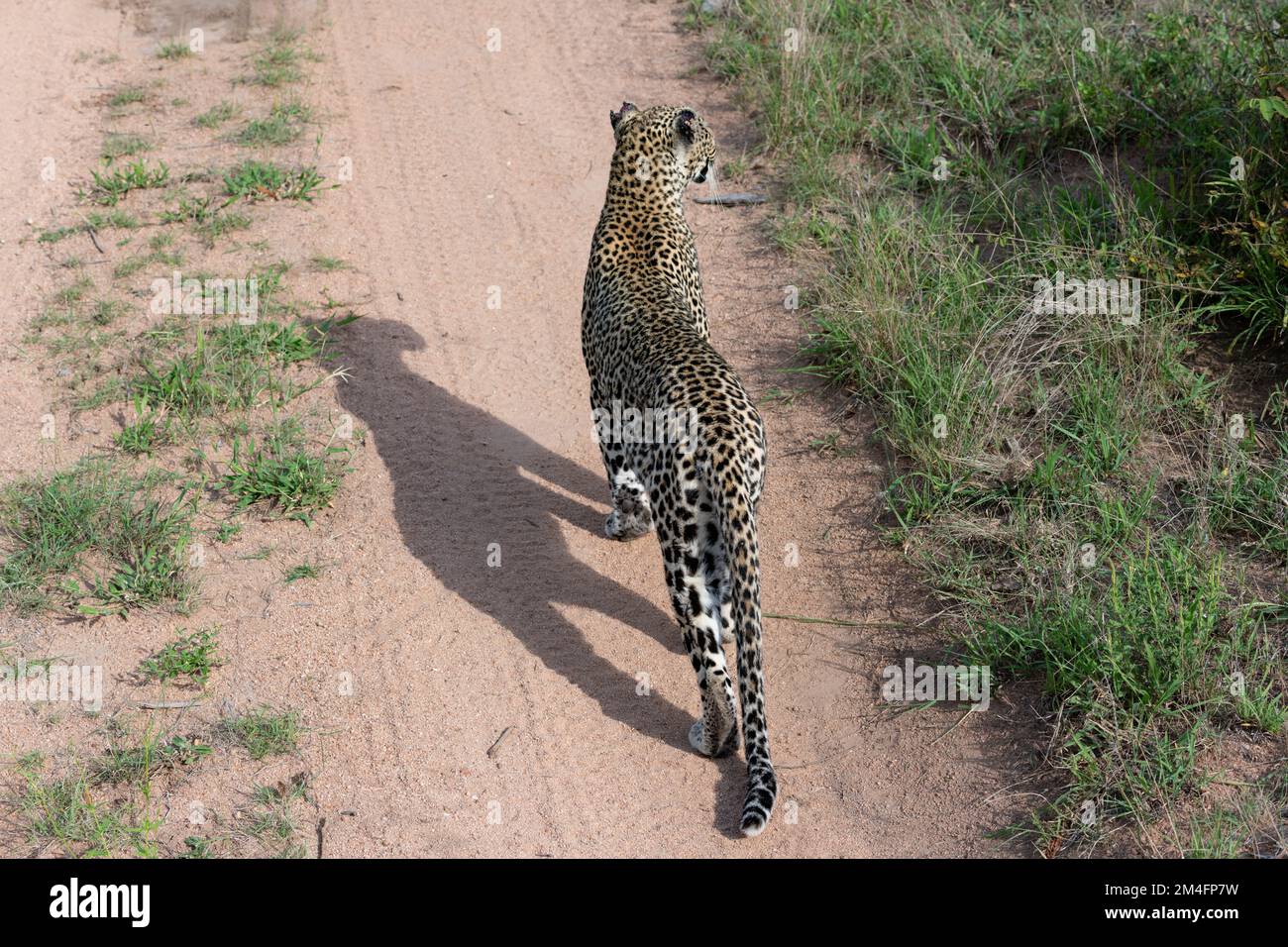 Female leopard walking away from the camera on a dusty, sandy road ...
