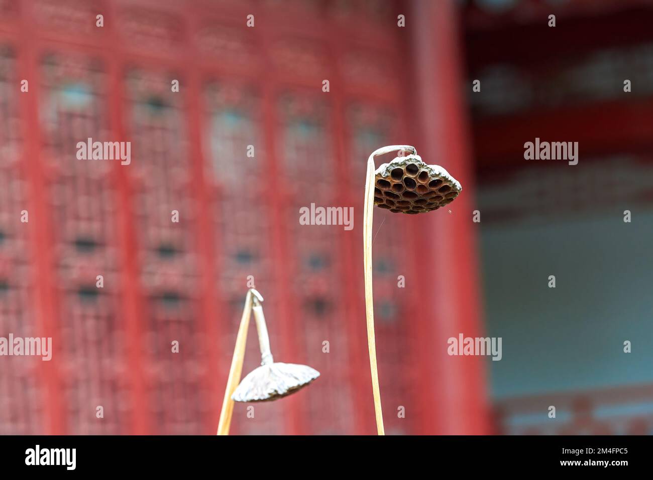 Dry lotus leaves and lotus pods in the lotus pond in winter Stock Photo ...