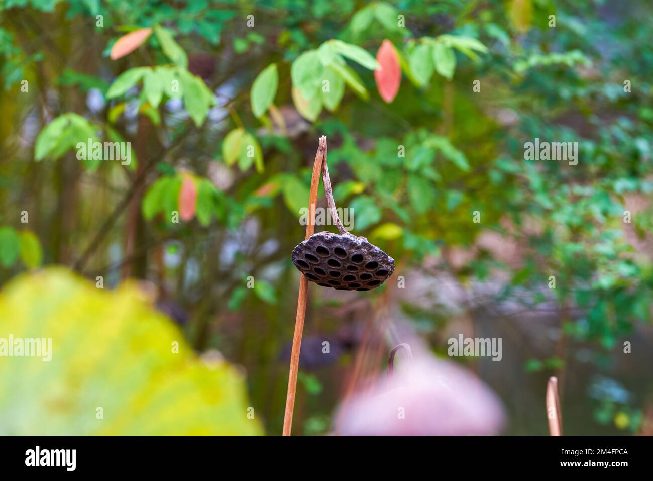 Dry lotus leaves and lotus pods in the lotus pond in winter Stock Photo ...