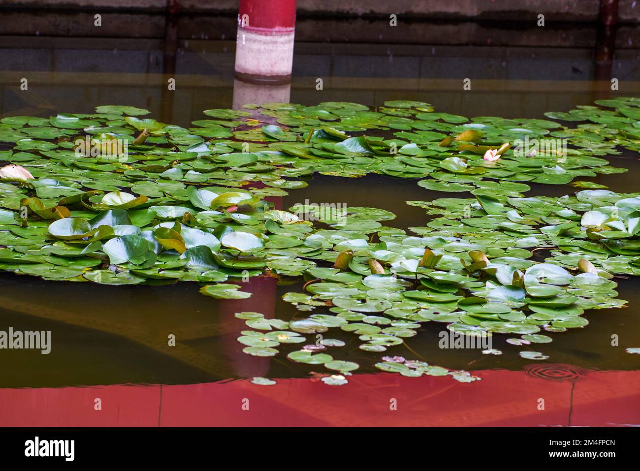 Dry lotus leaves and lotus pods in the lotus pond in winter Stock Photo ...