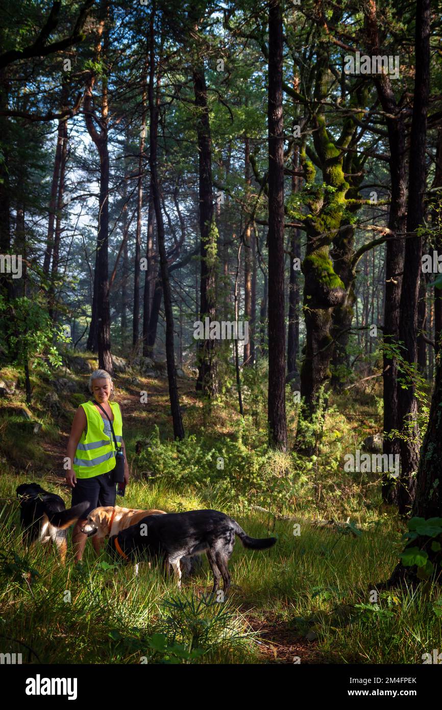 Female dog walker with pack of dogs walking the trail in the forest on ...