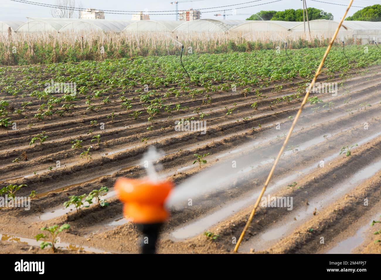 Field with growing potato bushes and irrigation system on summer day ...