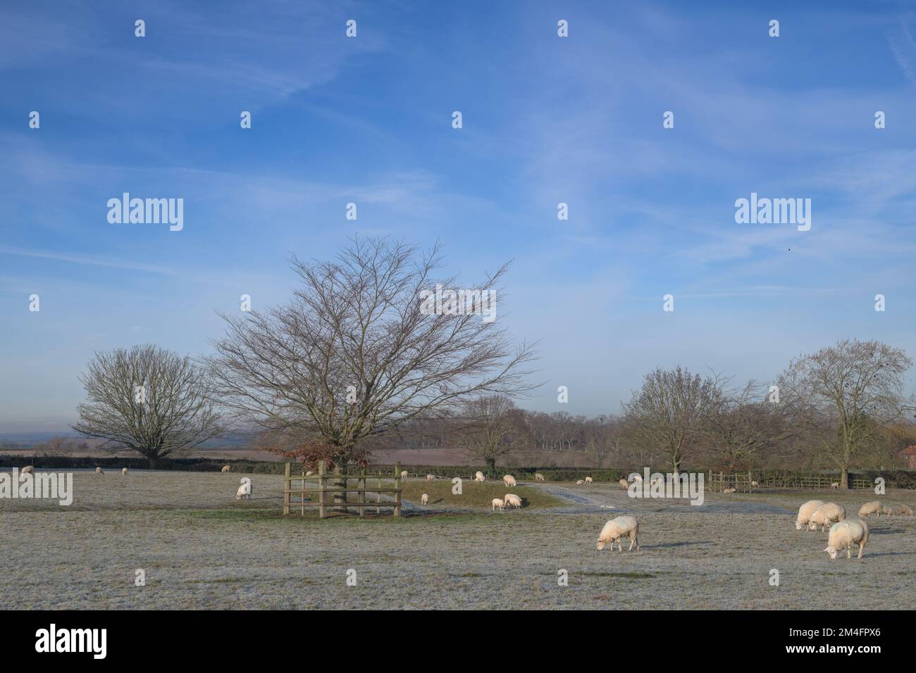 A beautiful crisp winters morning landscape of frosted grass, grazing ...