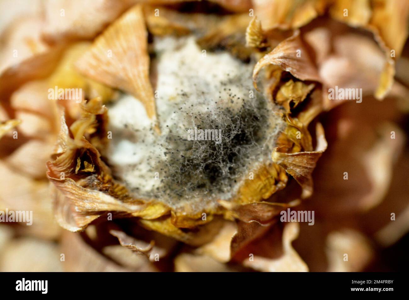 A close up of green mold on root of spoiled pineapple fruit showing the ...
