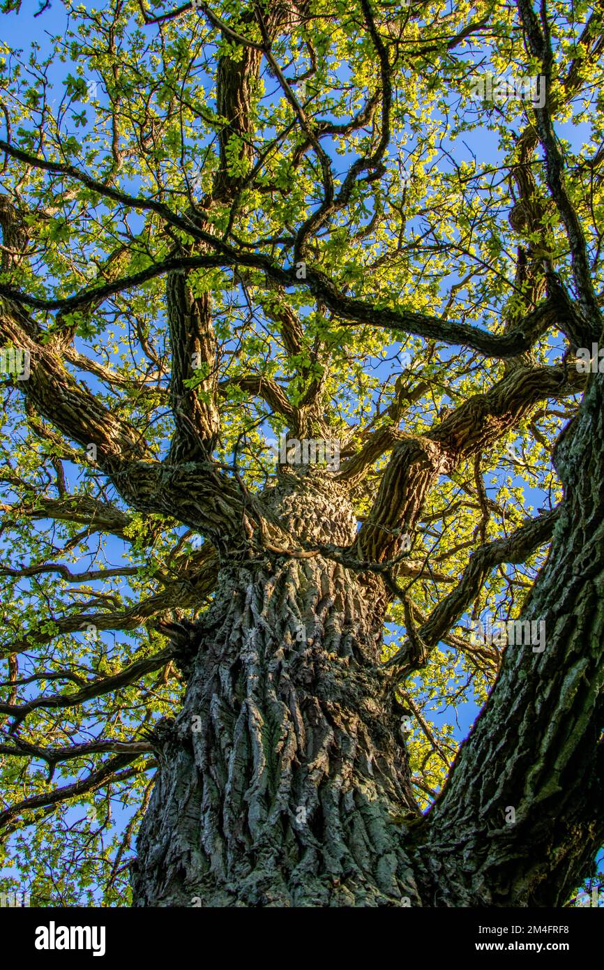 A vertical low angle shot of thick oak tree with green leaves in the ...