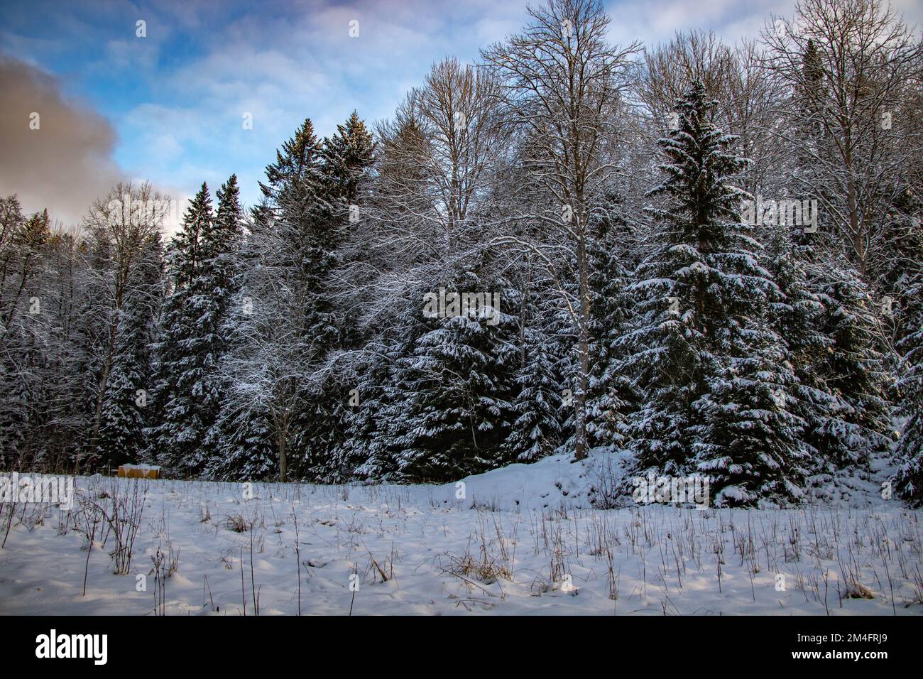 A winter landscape in a magical Swedish forest with white trees ...