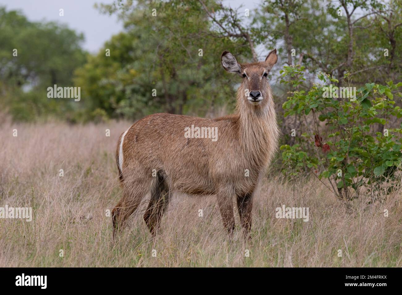large male water buck standing looking sat the camera in the Kruger ...
