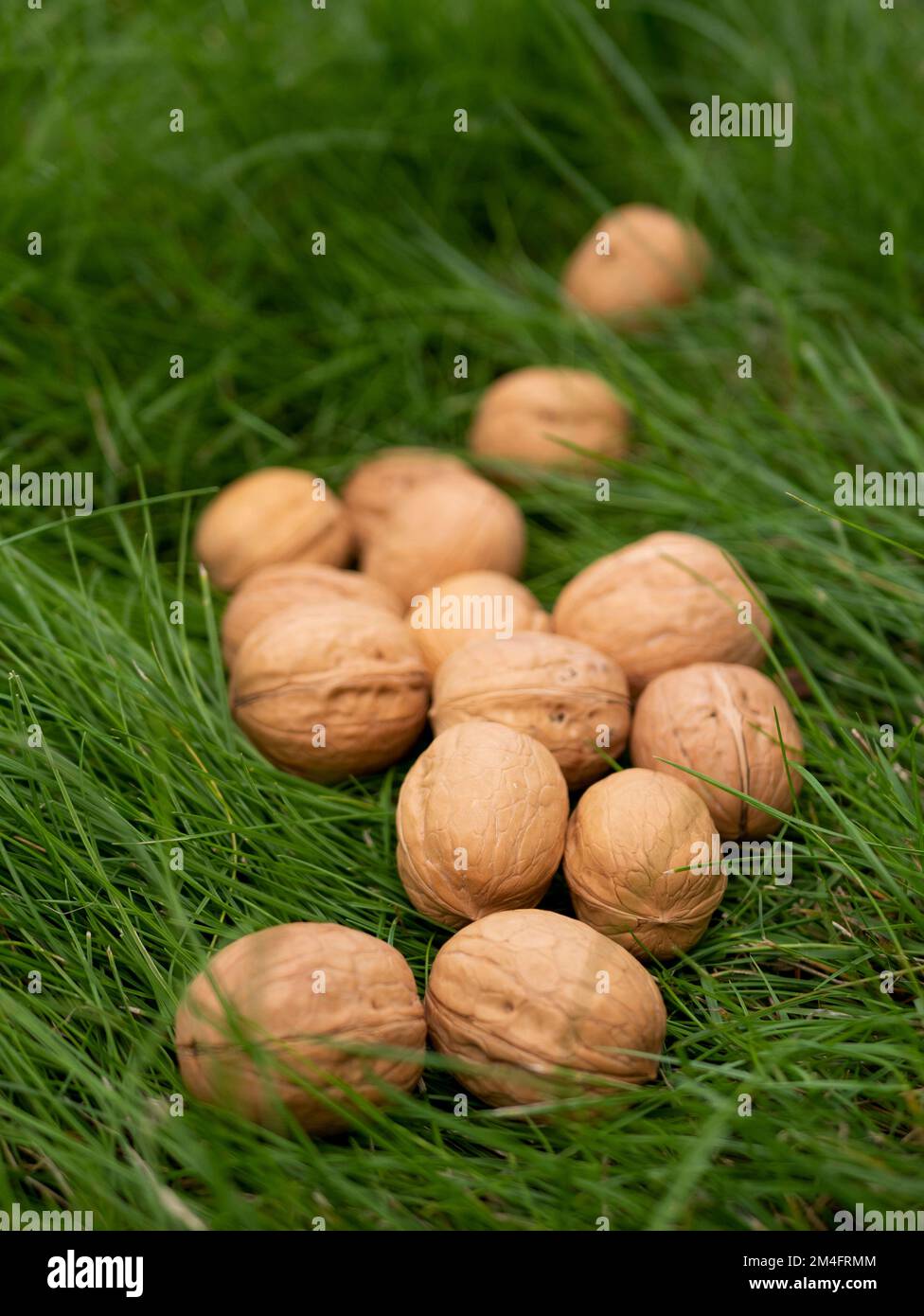 Full-sized ripe inshell walnuts in autumn, selective focus. Healthy ...