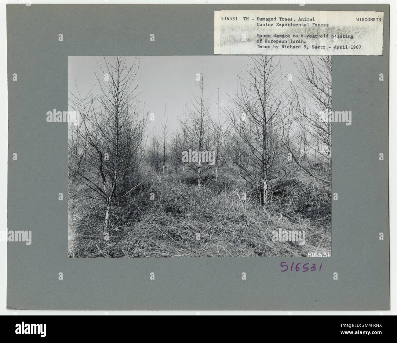 Animal Damage - Wisconsin. Photographs Relating to National Forests ...