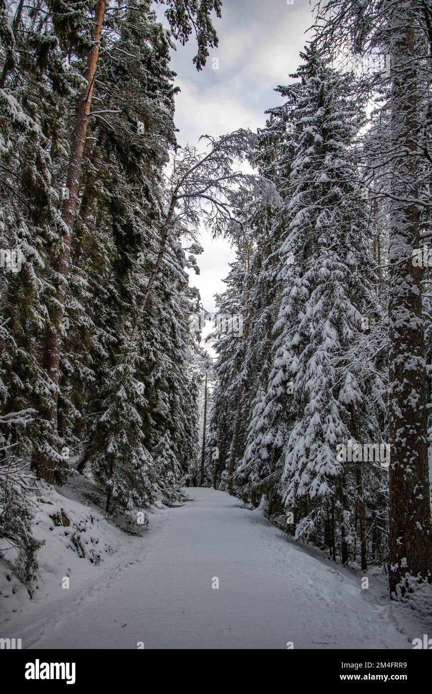 A winter landscape in a magical Swedish forest with long snow-covered ...