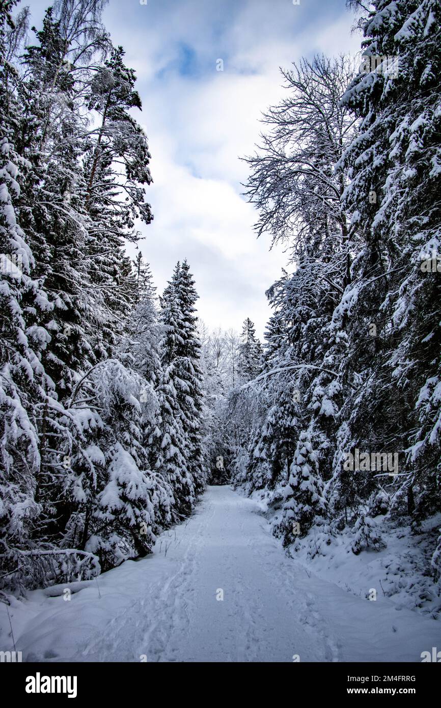 A winter landscape in a magical Swedish forest with long snow-covered ...