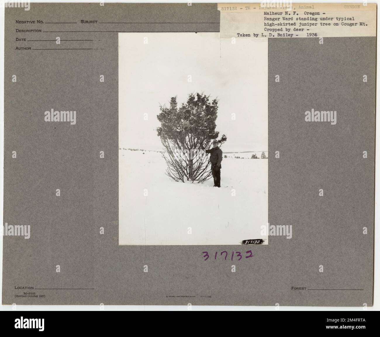 Animal Damage - Oregon. Photographs Relating to National Forests ...