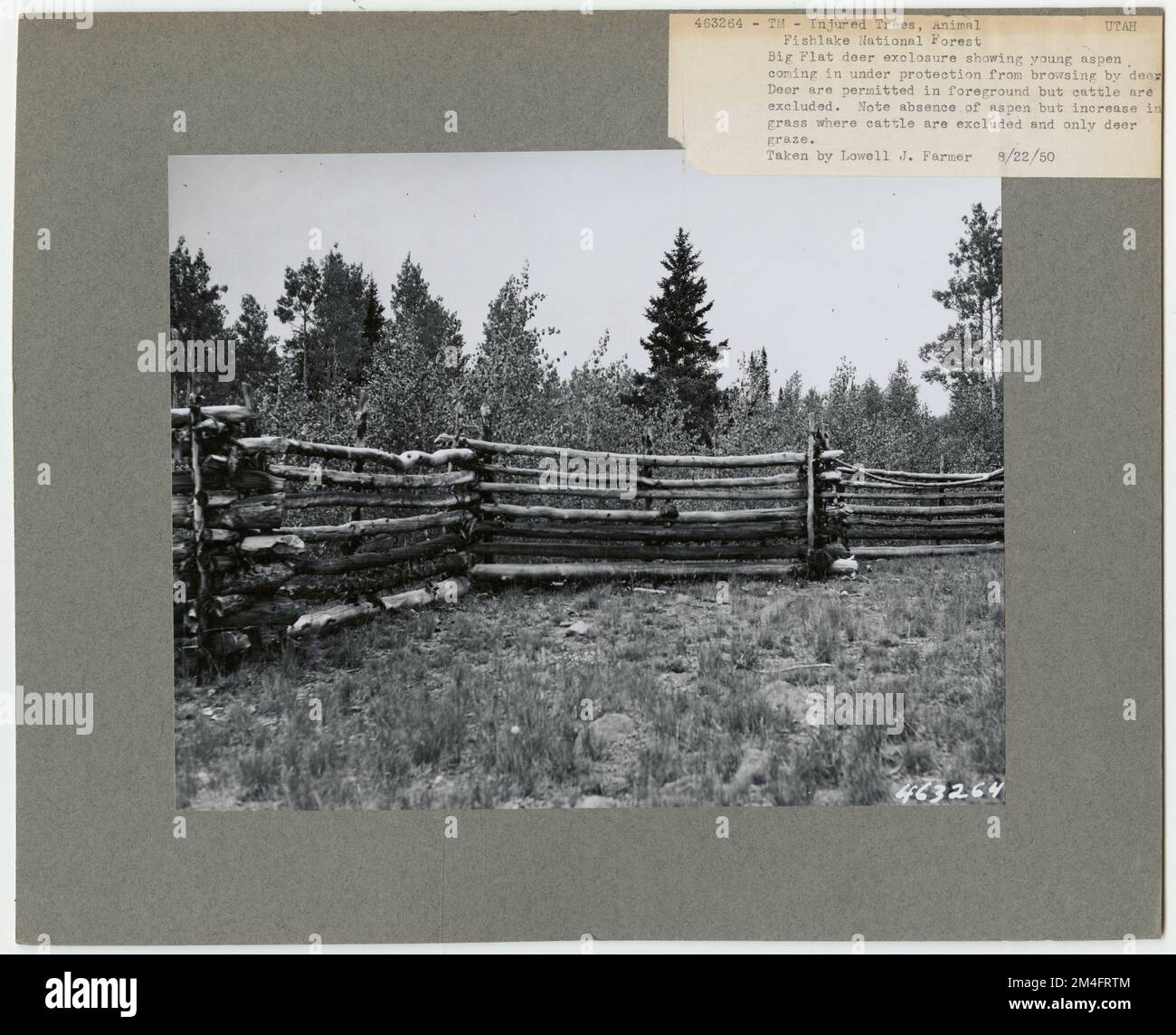 Animal Damage - Utah. Photographs Relating to National Forests ...