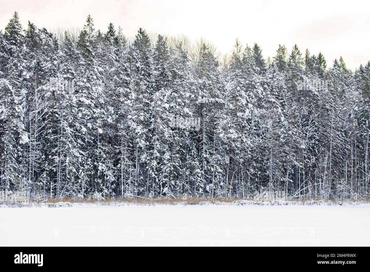 A winter landscape in a magical Swedish forest with white trees ...