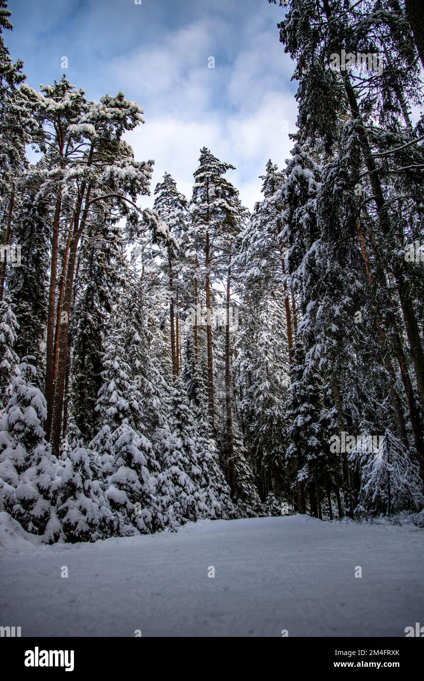 A winter landscape in a magical Swedish forest with long snow-covered ...
