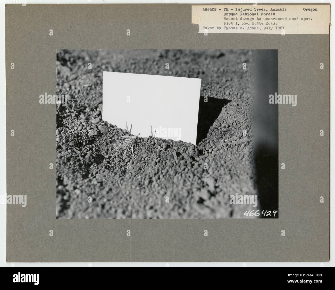 Animal Damage - Oregon. Photographs Relating to National Forests ...