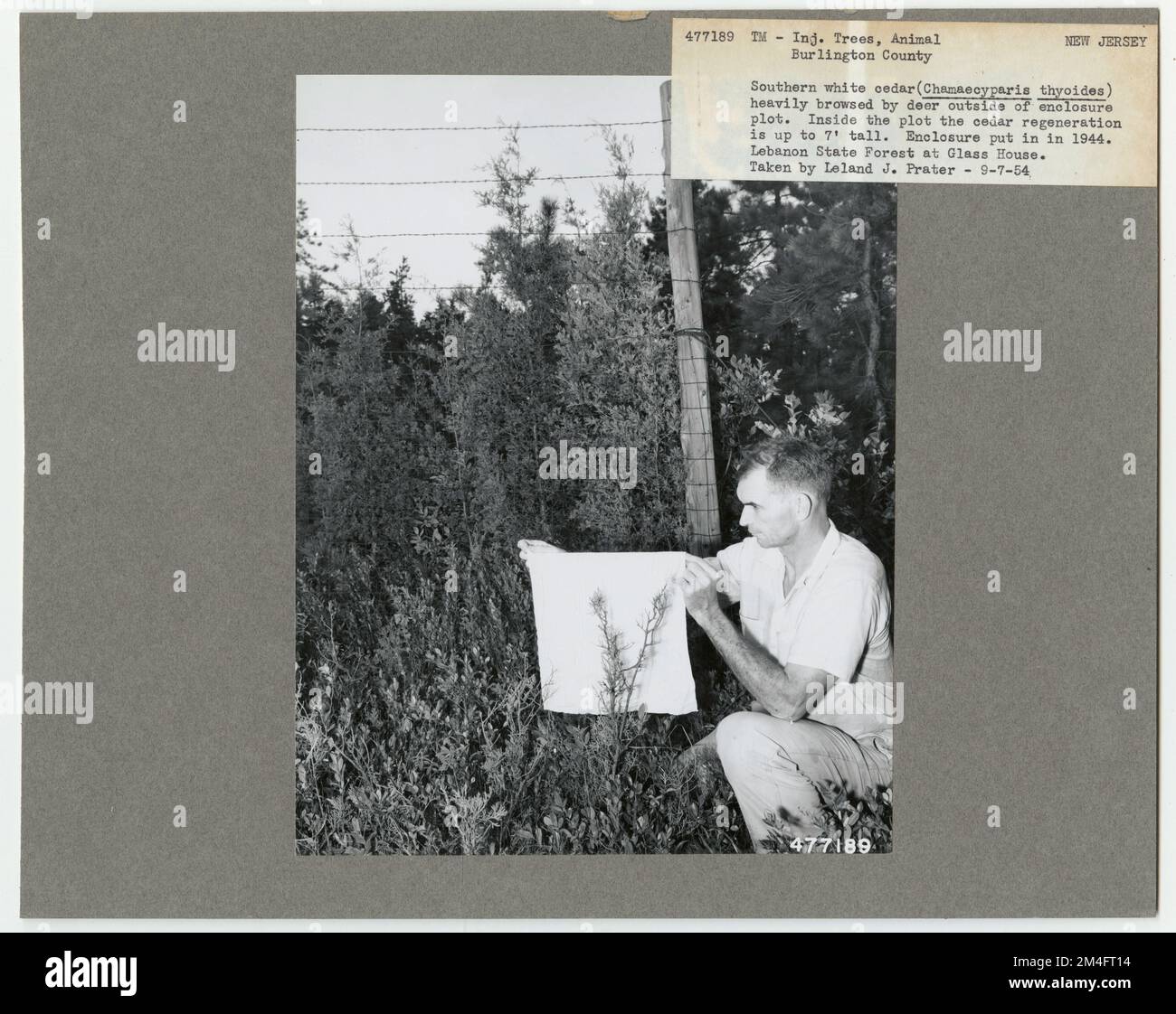 Animal Damage - New Jersey. Photographs Relating to National Forests ...