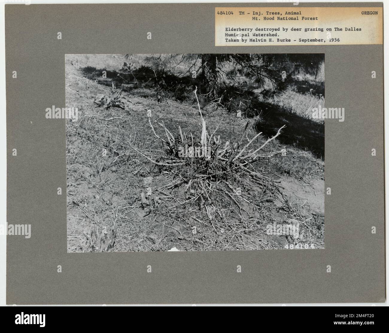 Animal Damage - Oregon. Photographs Relating to National Forests ...