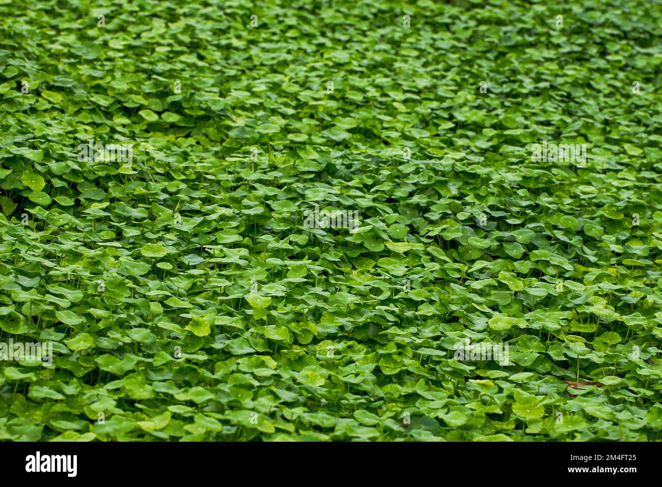 Ornamental grass screen hi-res stock photography and images - Alamy