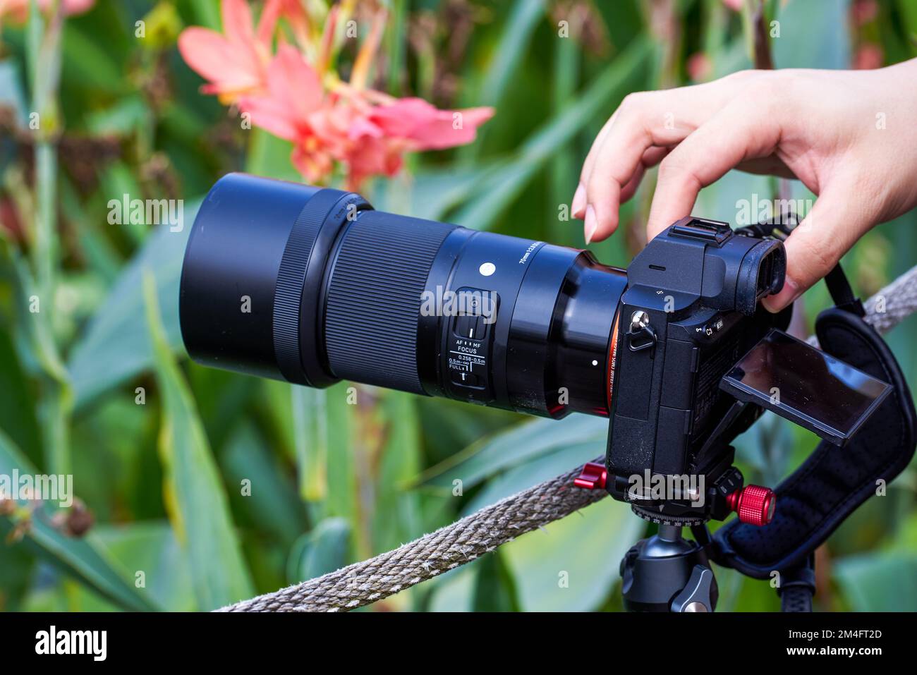 A photographer is operating a professional camera to shoot flowers ...