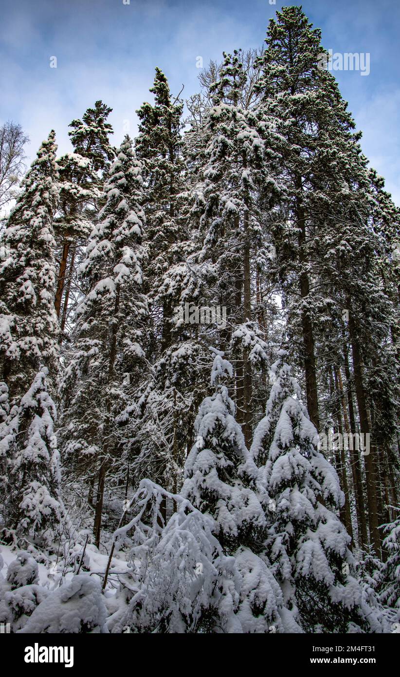 A winter landscape in a magical Swedish forest with white trees ...