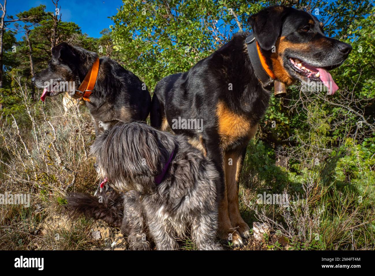 Farm animals on small farm to table farm in the French Alps - Dogs ...