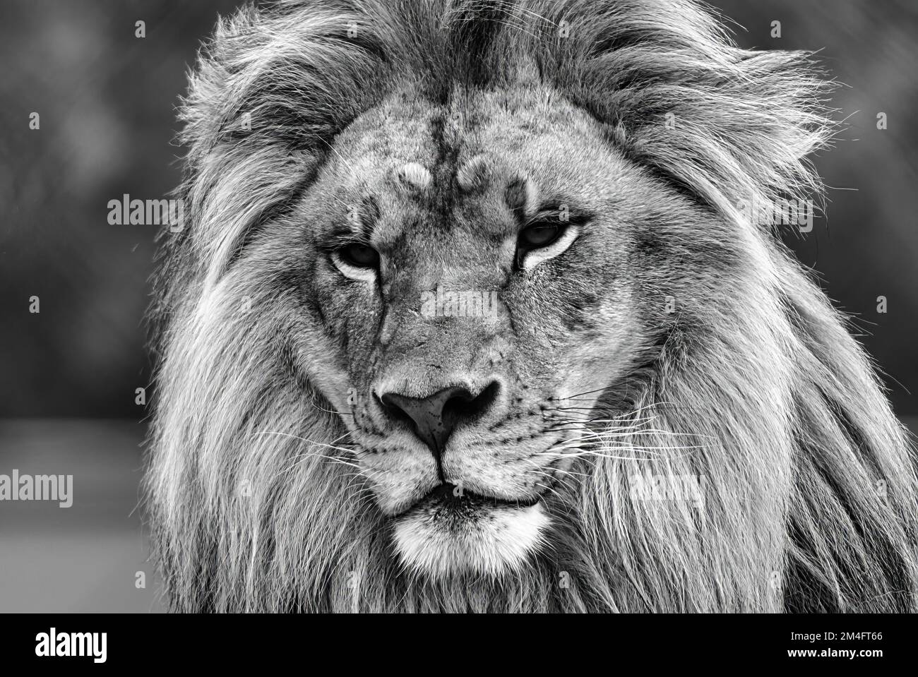A closeup of a lion. Grayscale Stock Photo - Alamy