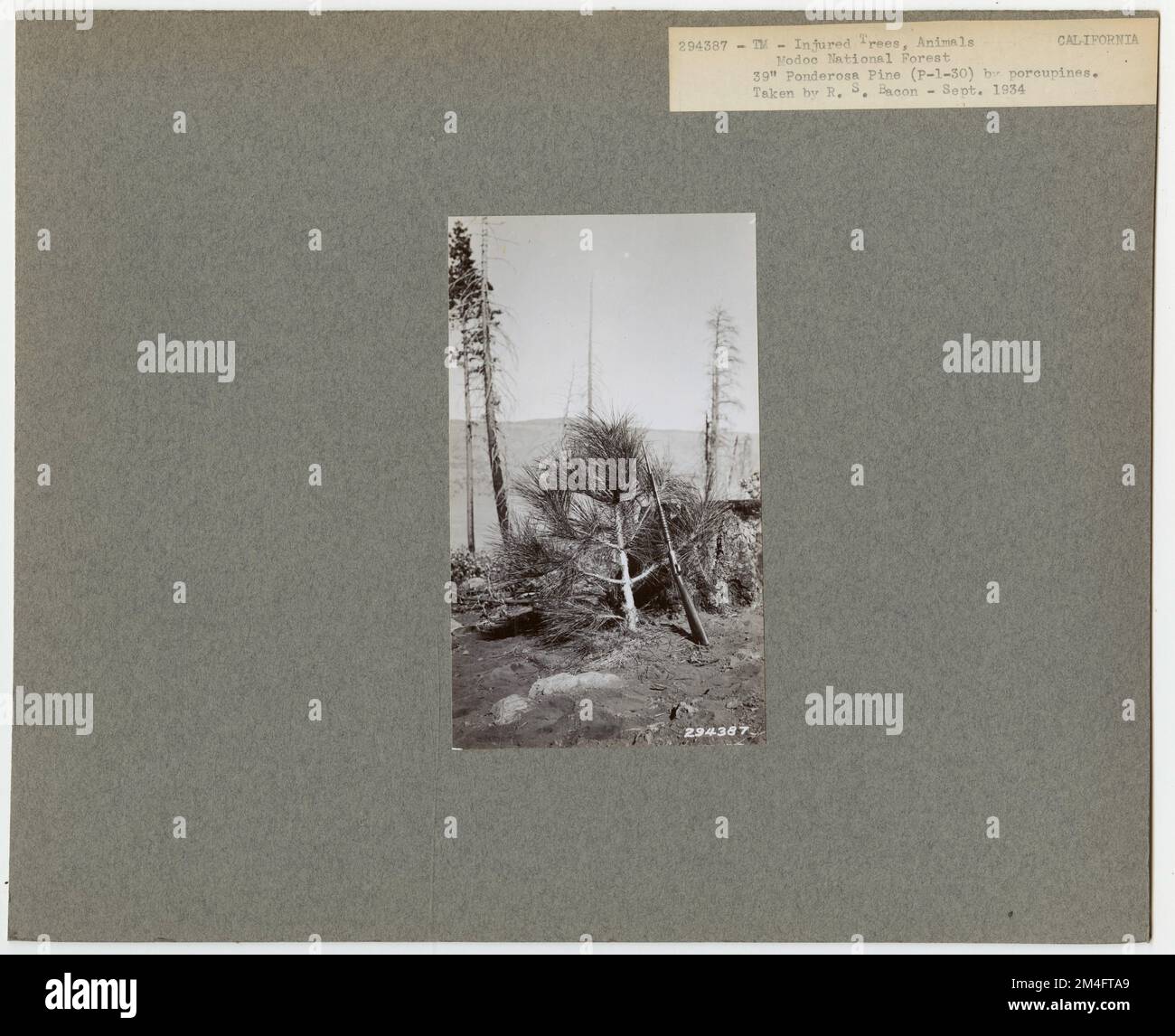 Animal Damage - California. Photographs Relating to National Forests ...