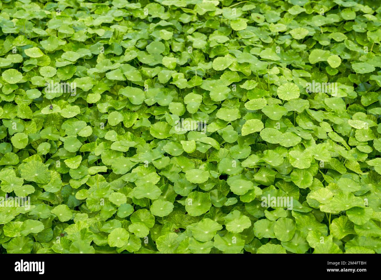 Copper coin grass hi-res stock photography and images - Alamy