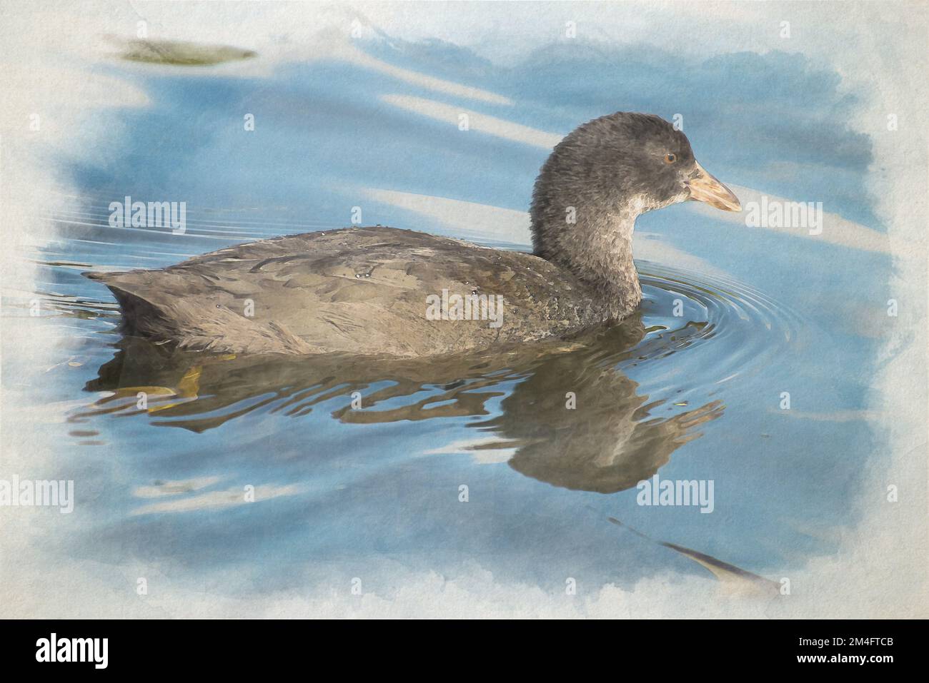 Juvenile Coot digital watercolor painting. The bird is looking at it's ...