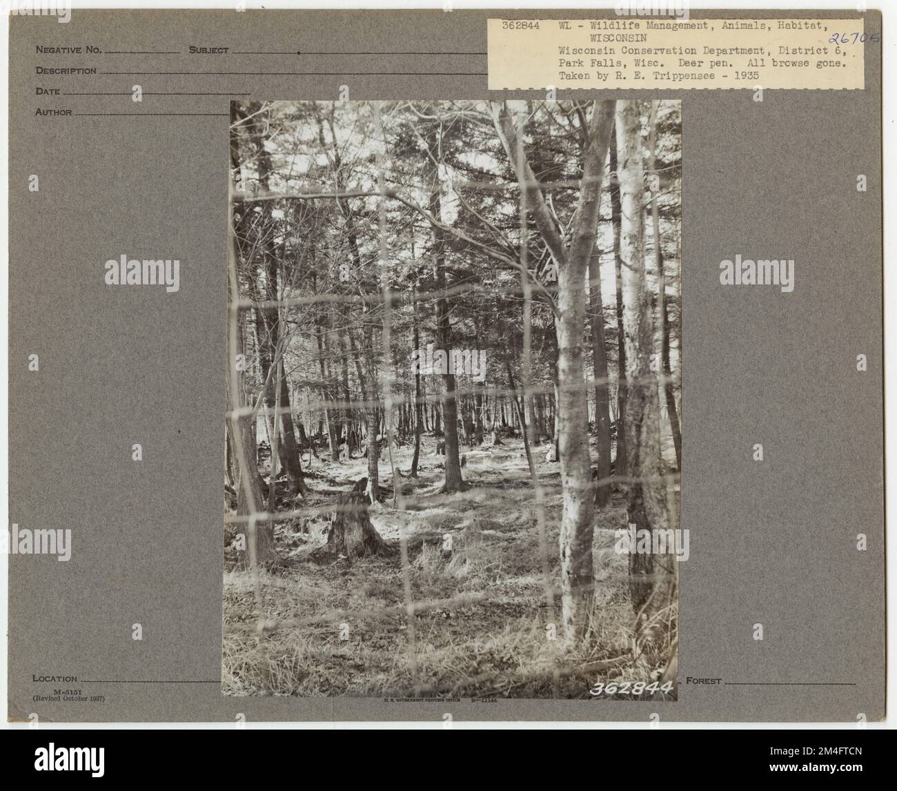 Wildlife Live Trapping - Deer - All States. Photographs Relating to ...