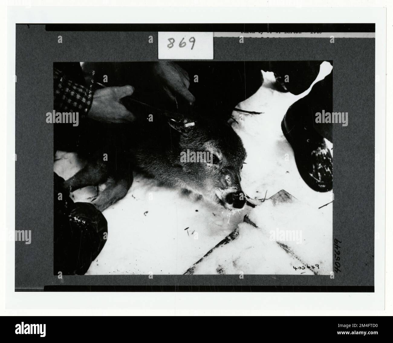 Wildlife Tagging and Marking - All States. Photographs Relating to ...