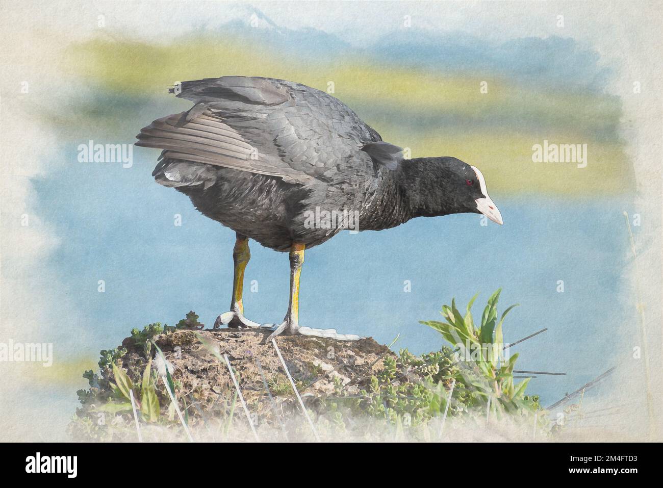 A digital watercolor painting of a single Coot standing on a rock ...