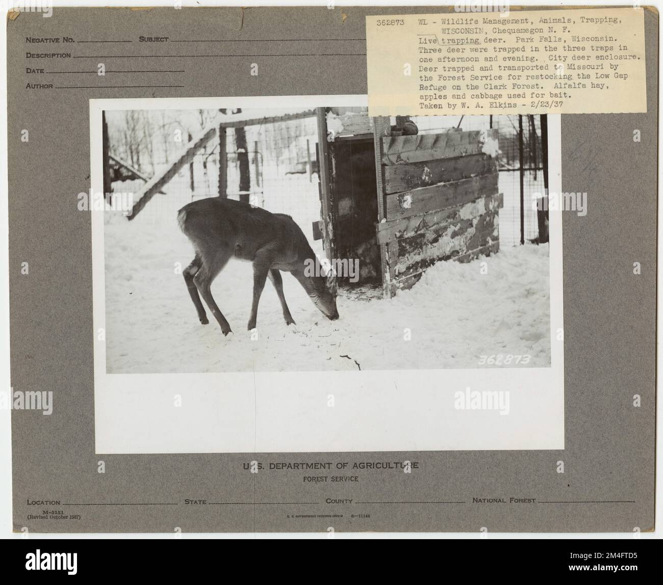 Trapping deer hi-res stock photography and images - Alamy