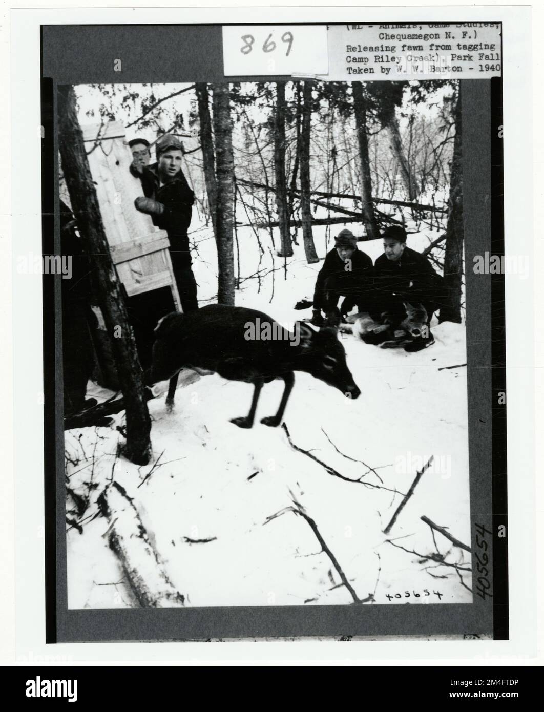 Wildlife Tagging and Marking - All States. Photographs Relating to ...
