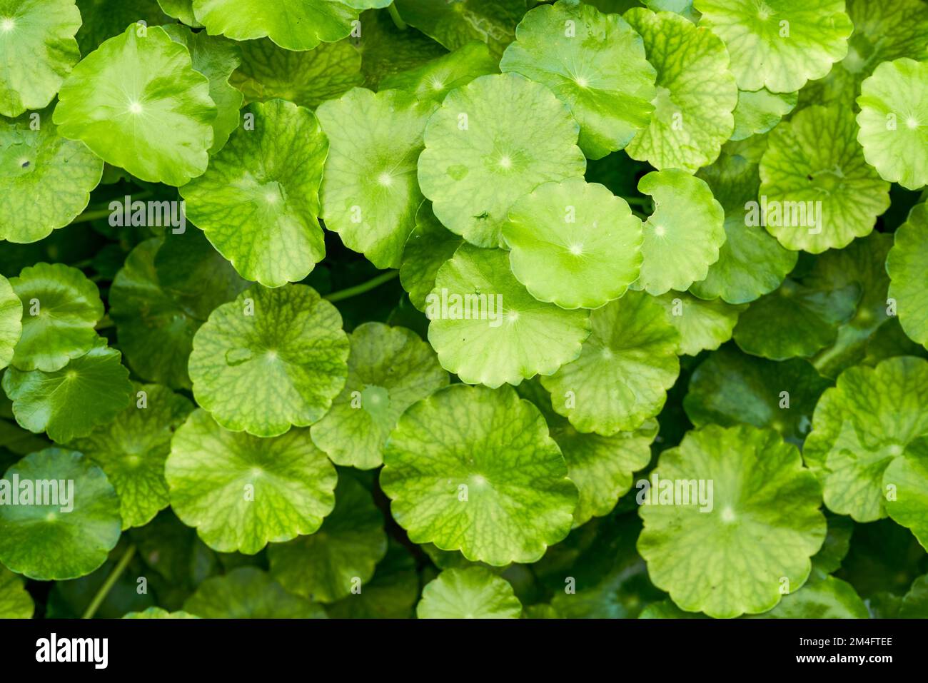 Ornamental grass screen hi-res stock photography and images - Alamy