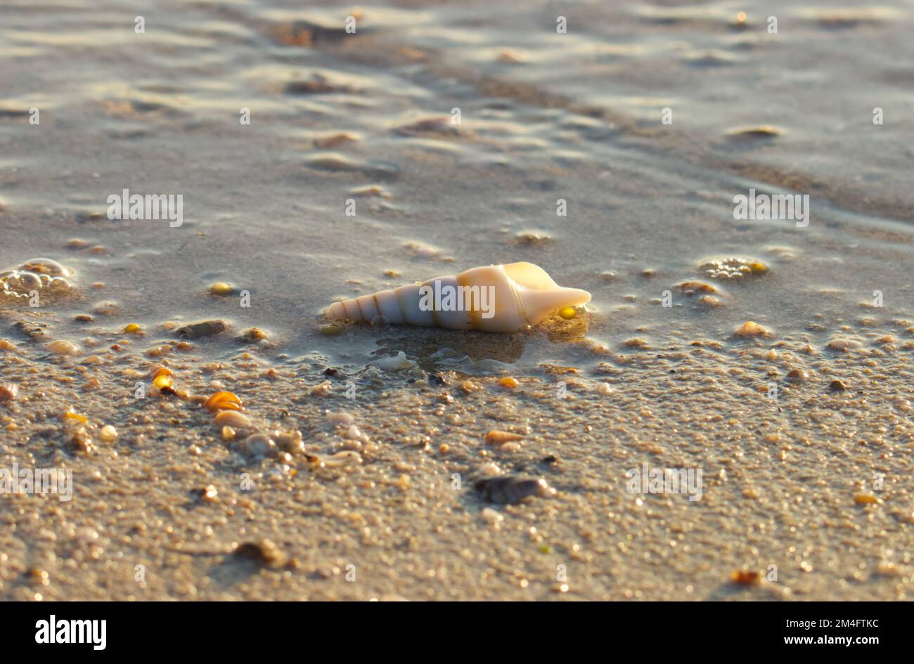 Pacific seashell hi-res stock photography and images - Alamy